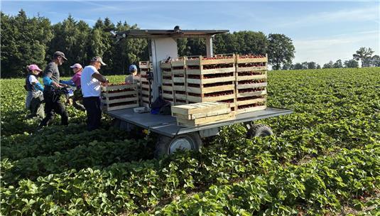 So nimmt der smarte Erntehelfer Erdbeerkisten in Bliedersdorf huckepack