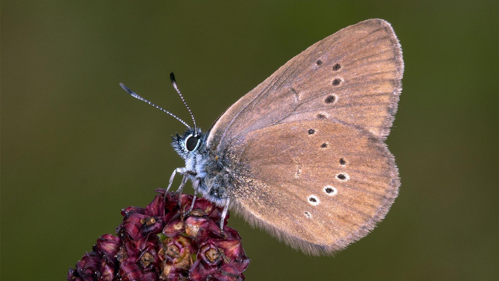 Dunkler Wiesenknopf-Ameisenbläuling Schmetterling des Jahres