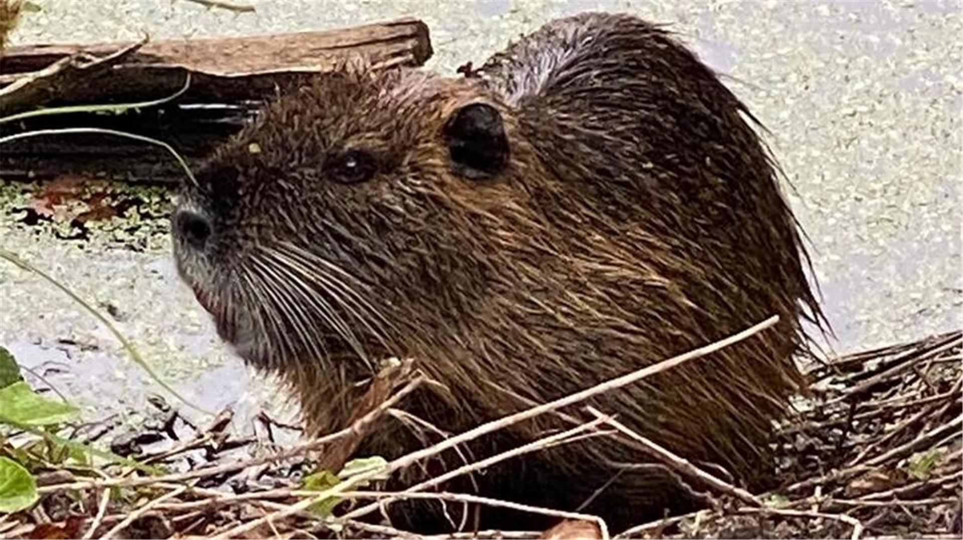 Nutria im Visier: Jäger fahnden im Alten Land nach der Biberratte