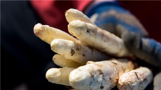 Bessere Spargelernte in Schleswig-Holstein