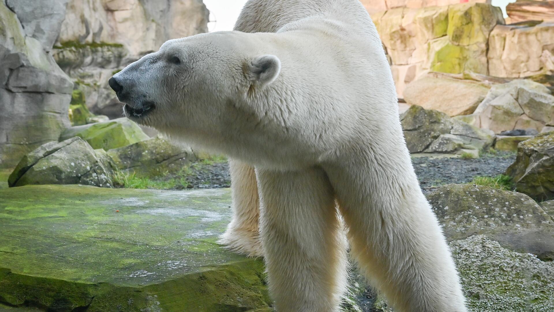 Große Trauer: Eisbär „Lloyd“ ist tot