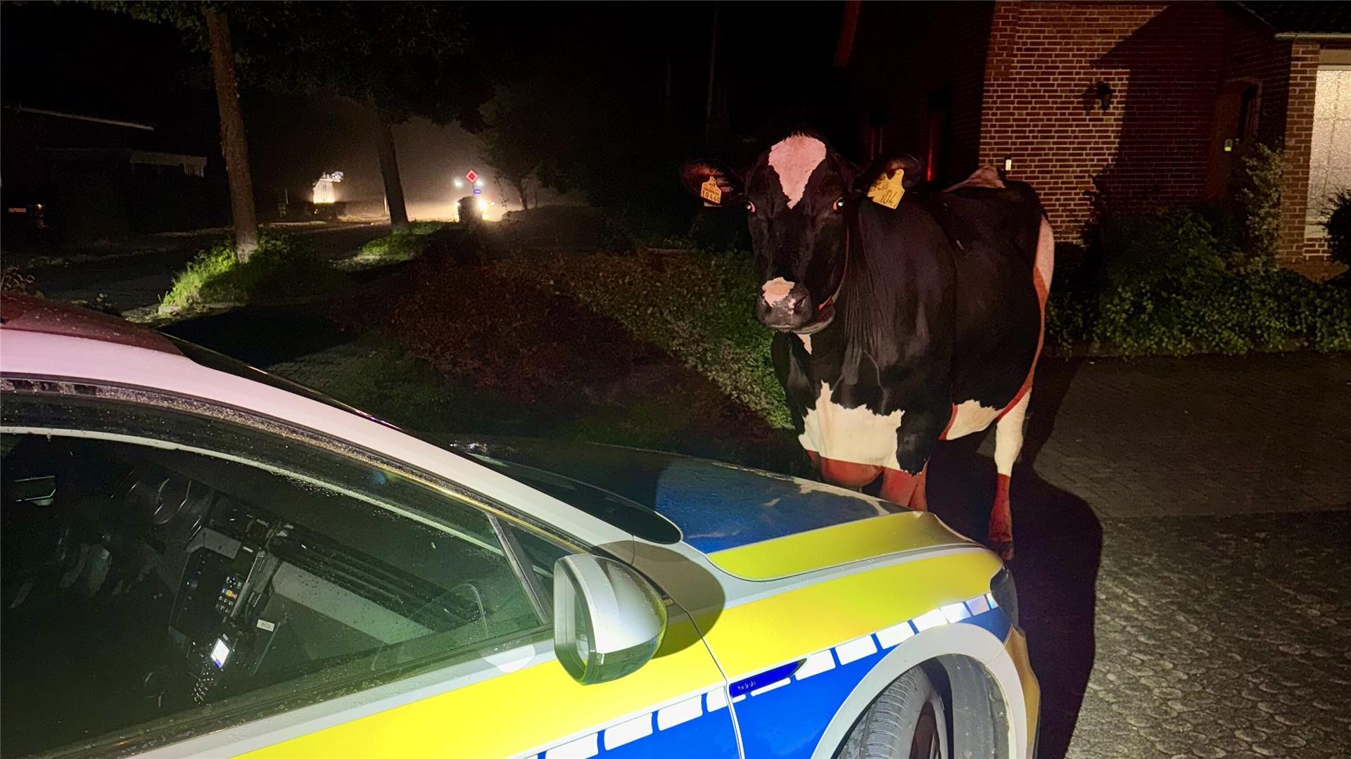 Tierischer Einsatz für die Polizei: Kuh spaziert durch Hammah