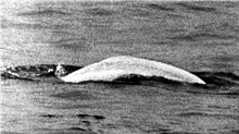 Wal auf Abwegen: Vor 60 Jahren schwamm Moby Dick im Rhein
