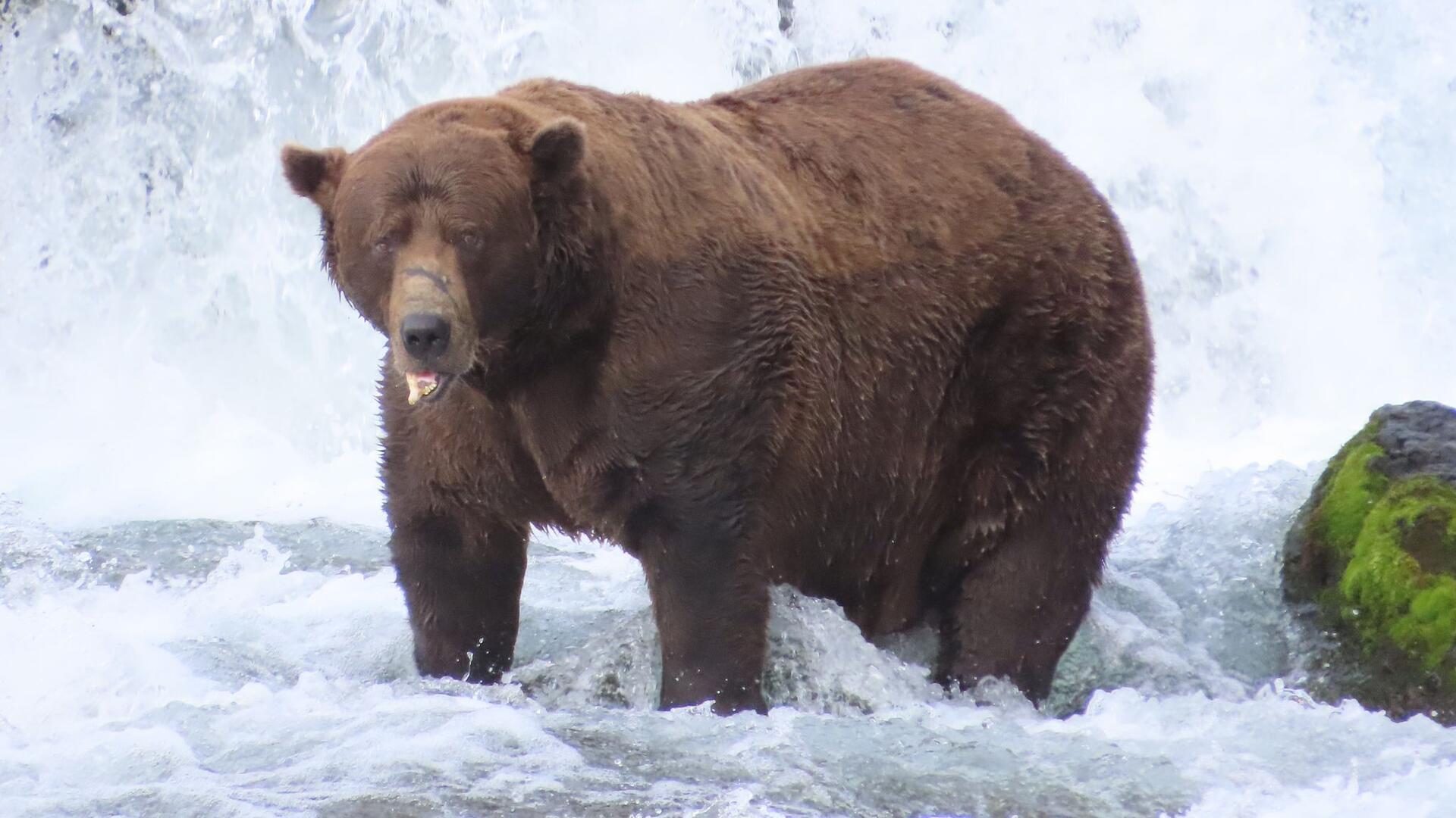 „Fat Bear“-Wahlen: „Chunk“ und „Grazer“ im Rennen